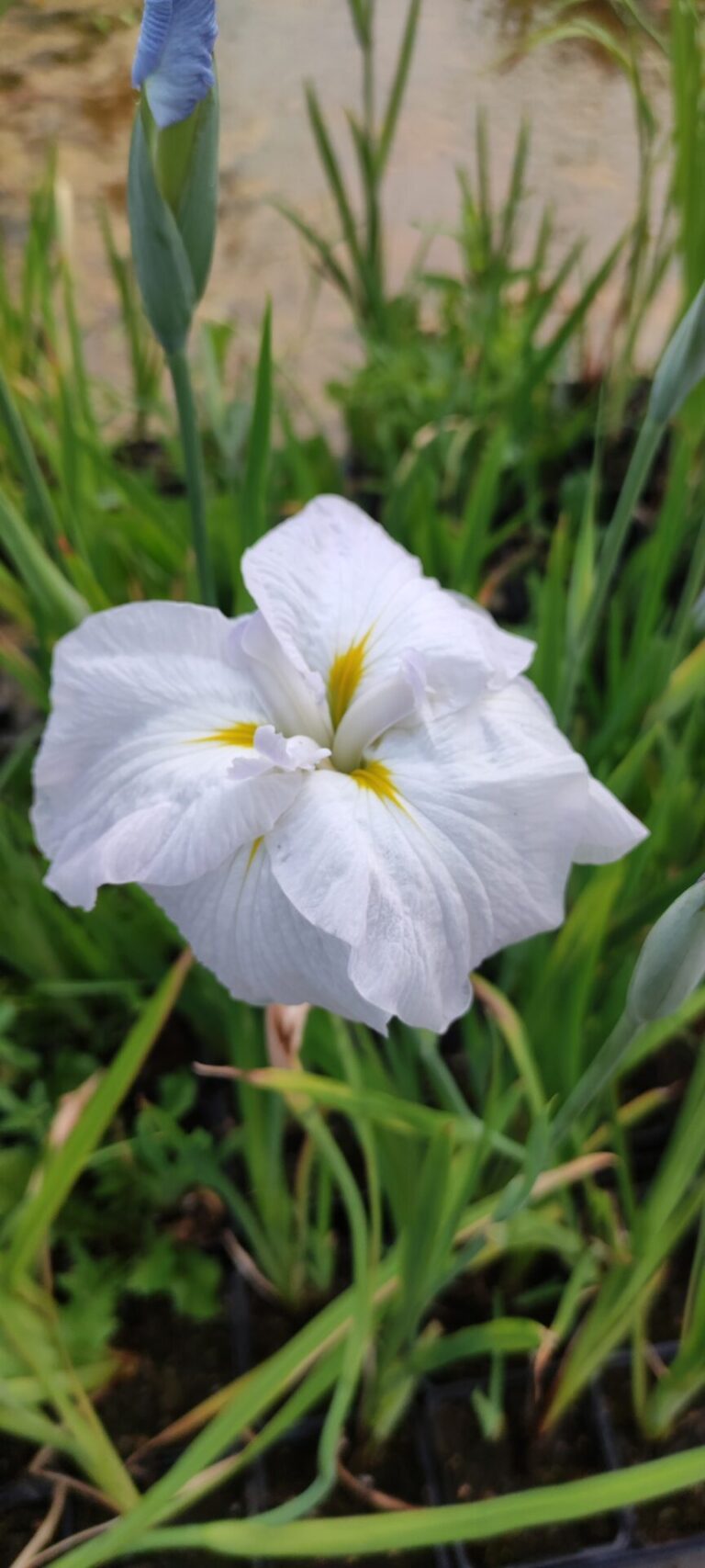 Iris ensata 'Apollo'
