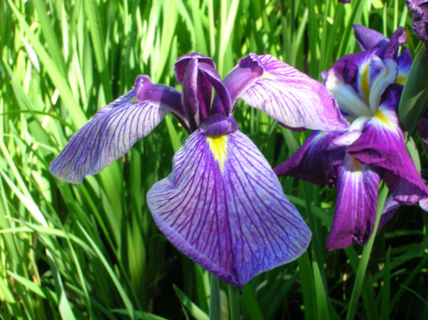 Iris ensata 'Ruby King'