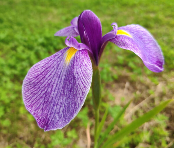 Iris ensata 'Ruby King'