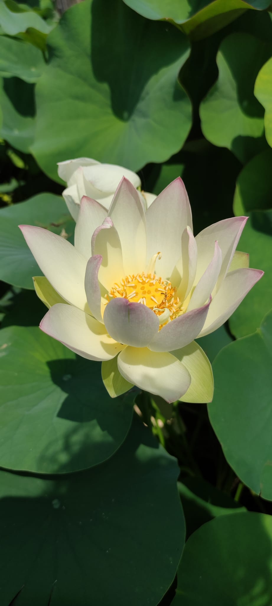 Nelumbo 'Huang Li'