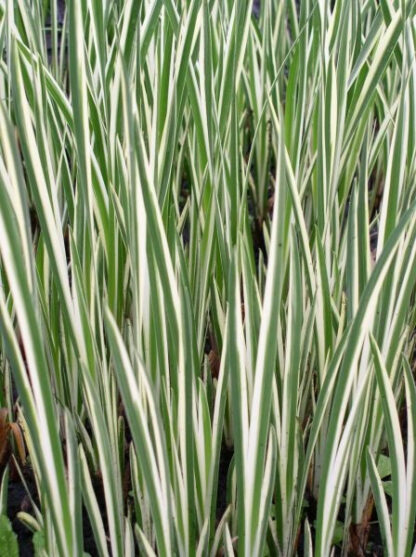Acorus calamus 'Variegatus'