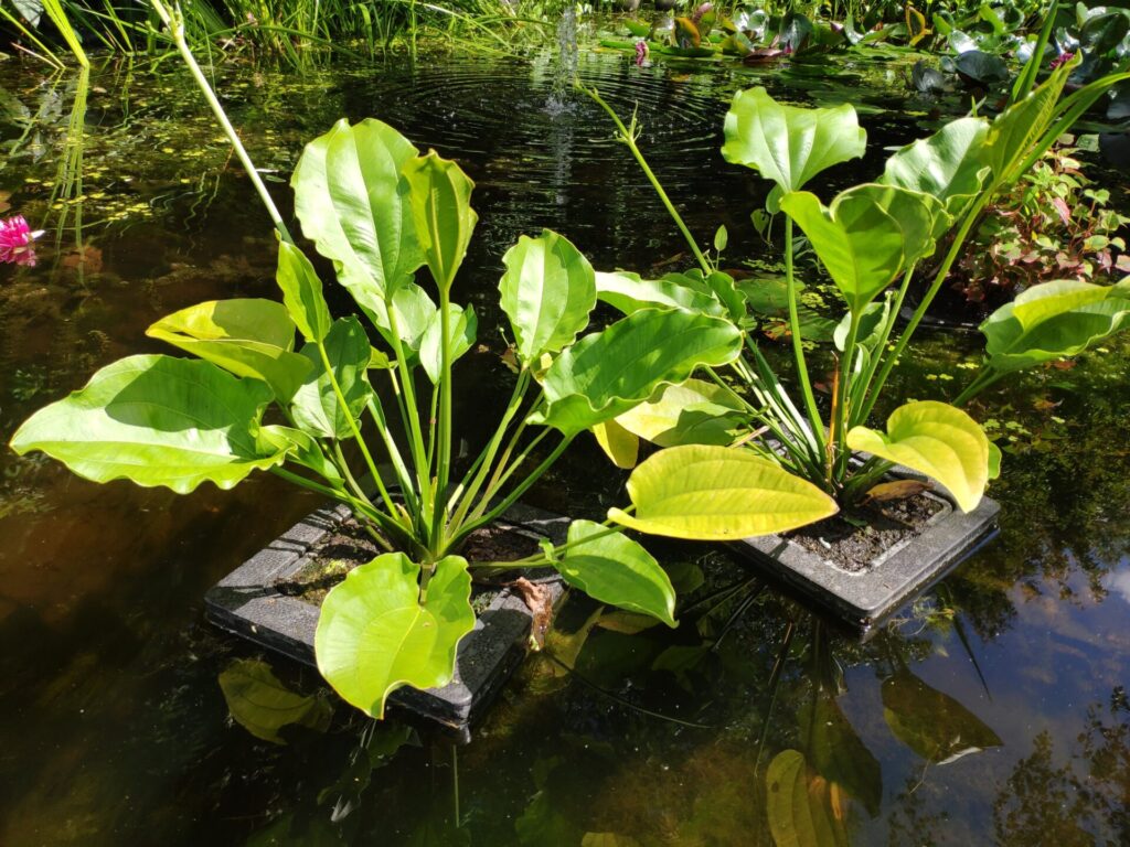 Alisma plantago-aquatica