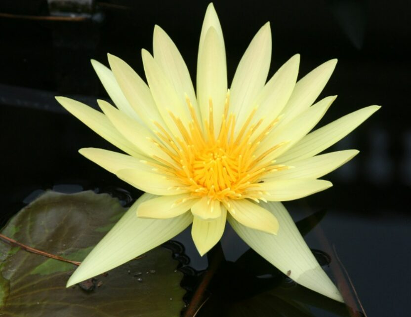 Nymphaea 'Saint Louis Gold'